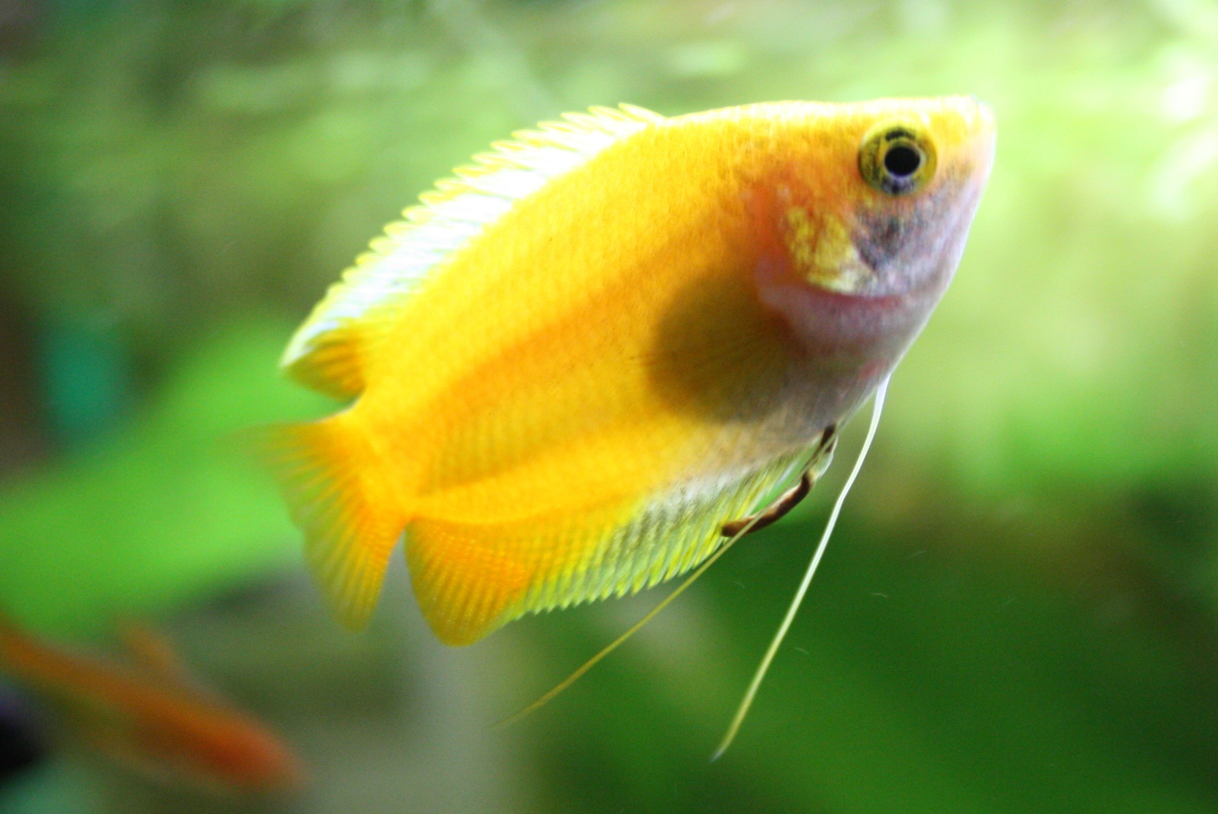 Comment fonctionnent les branchies des poissons ? - Le Béninois Libéré